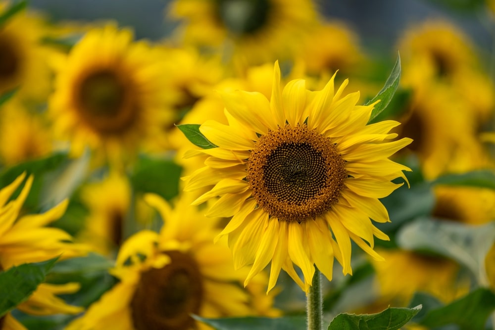 The World’s 10 Most Common Edible Flowers - GastroFun.net