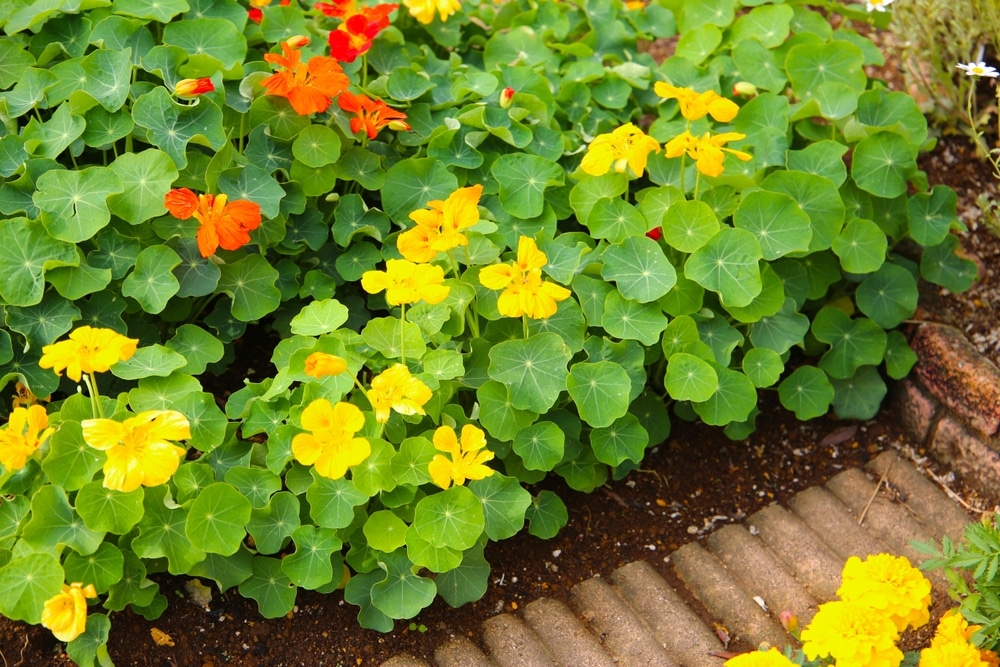 The World’s 10 Most Common Edible Flowers - GastroFun.net